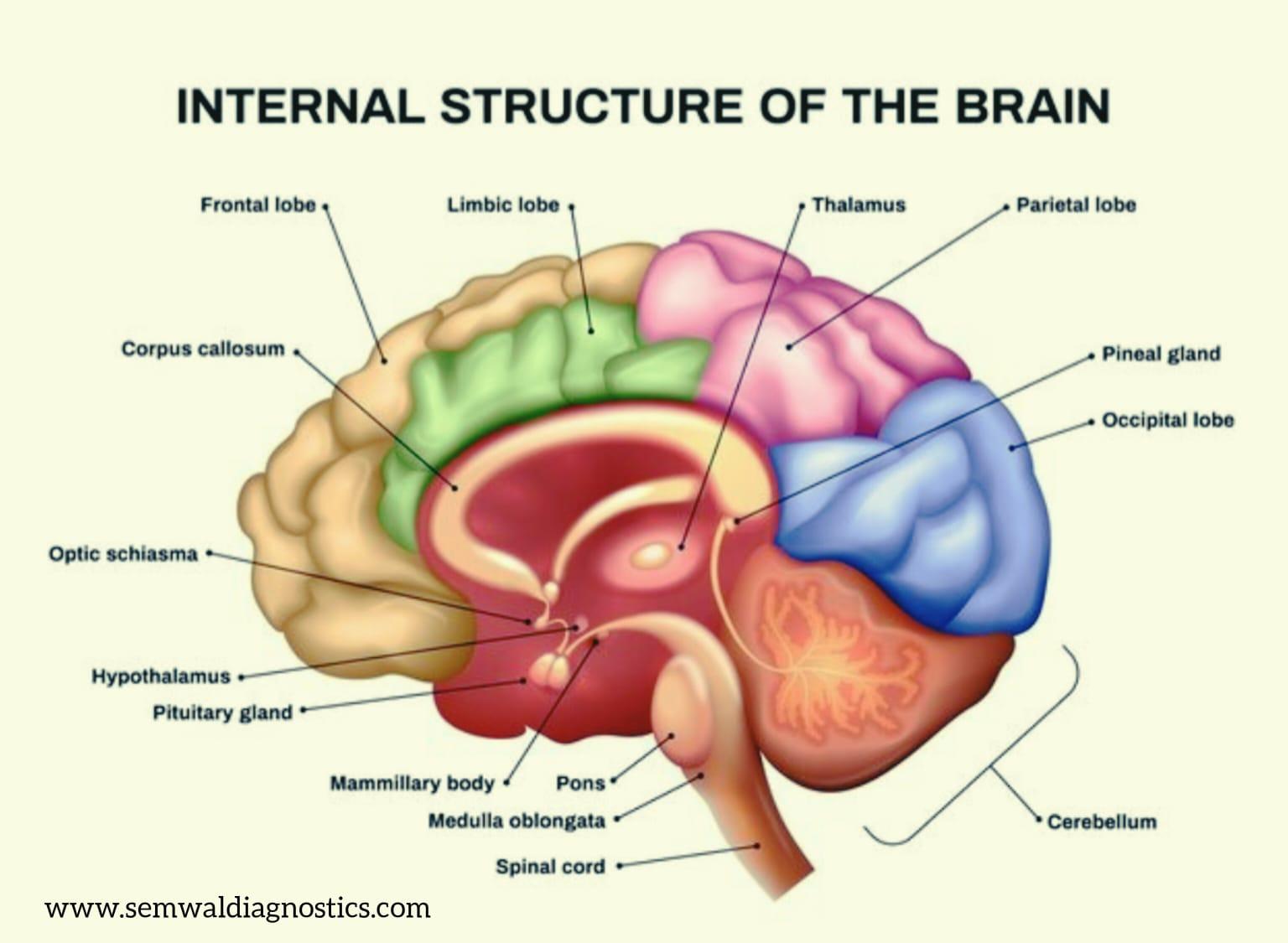 CT Brain Scan Anatomy in 2024 | Semwal Diagnostics